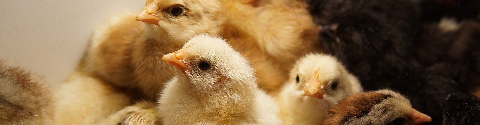 Brazil Chicken - ABOGLOBE International INC